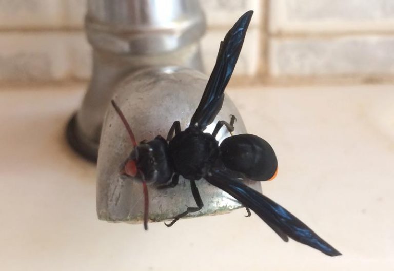 Mammoth Wasp from South Africa - What's That Bug?
