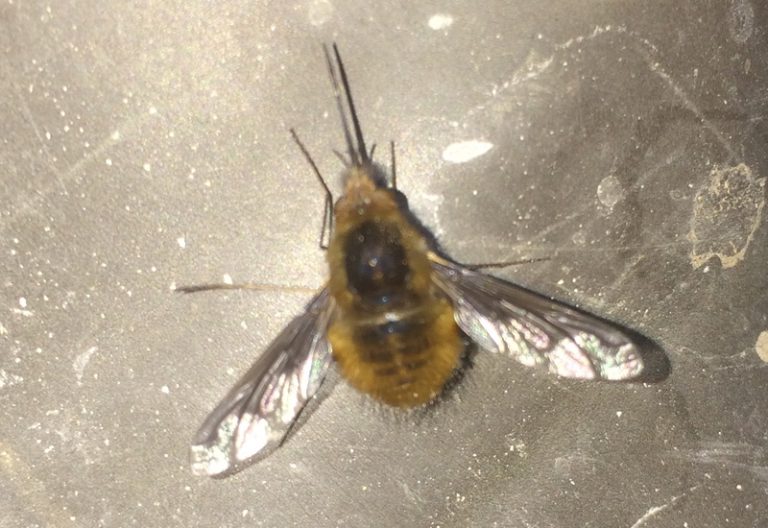 How To Identify And Manage Big Black Bugs That Look Like Bees - What's ...