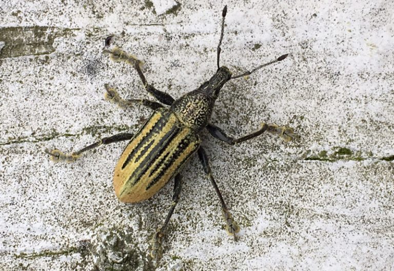 Diaprepes Root Weevil Control: Helpful Tips - What's That Bug?