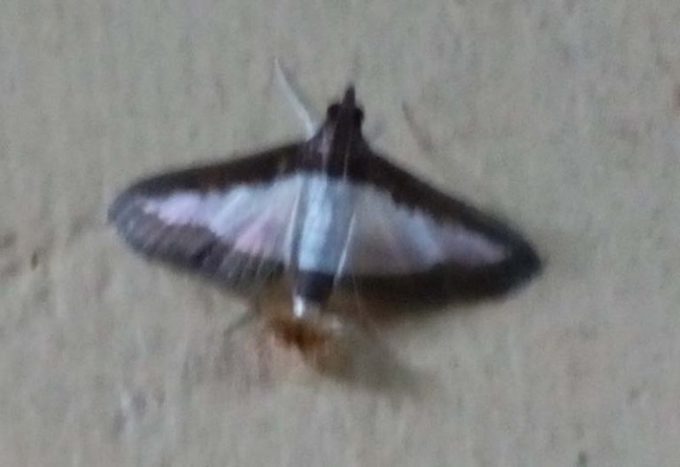 Melonworm Moth: All You Need To Know For A Healthy Garden - What's That ...