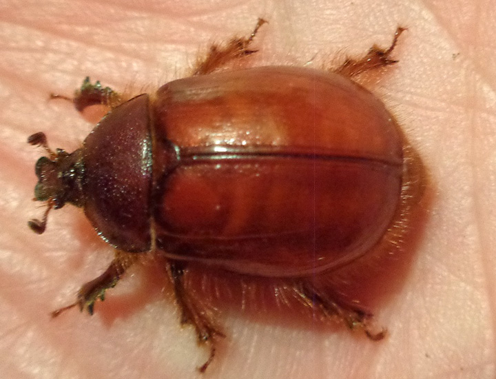 Rain Beetle: All You Need to Know About These Unique Insects - What's ...