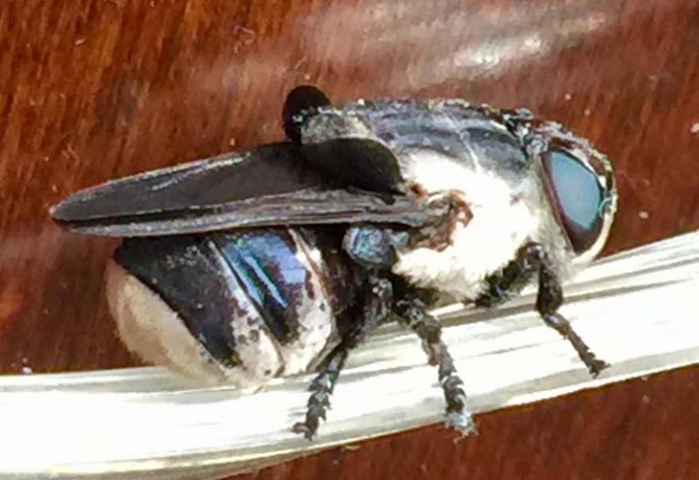 What Are Bot Flies? What You Should Know For Your Safety - What's That Bug?