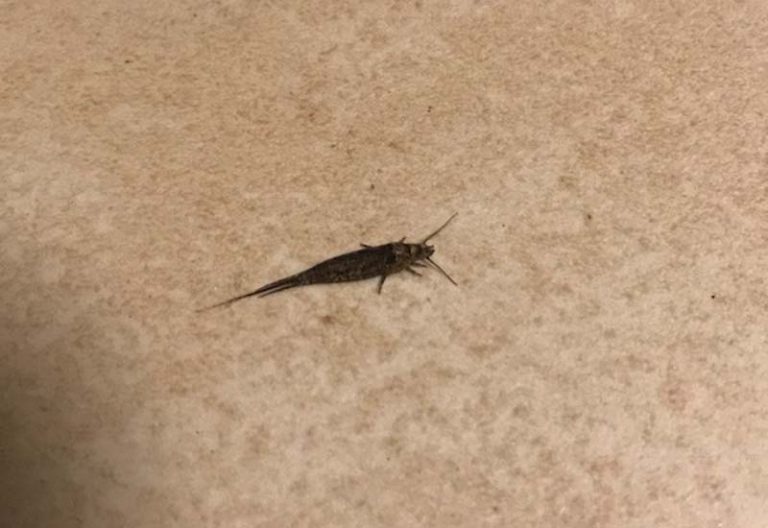 Bristletail: All You Need To Know In A Quick Guide - What's That Bug?