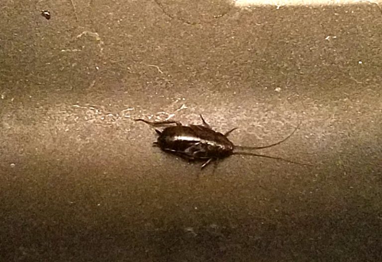 Uses Of Cockroach: Surprising Benefits And Applications You Should Know ...