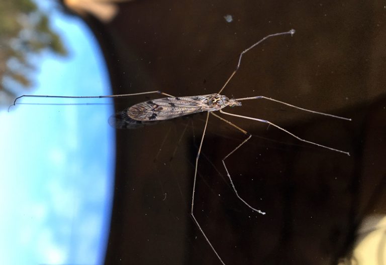Crane Fly Vs Mayfly: Uncovering The Key Differences - What's That Bug?
