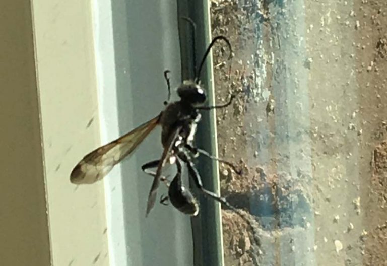 Grass Carrying Wasps: A Closer Look At Their Fascinating Behavior ...