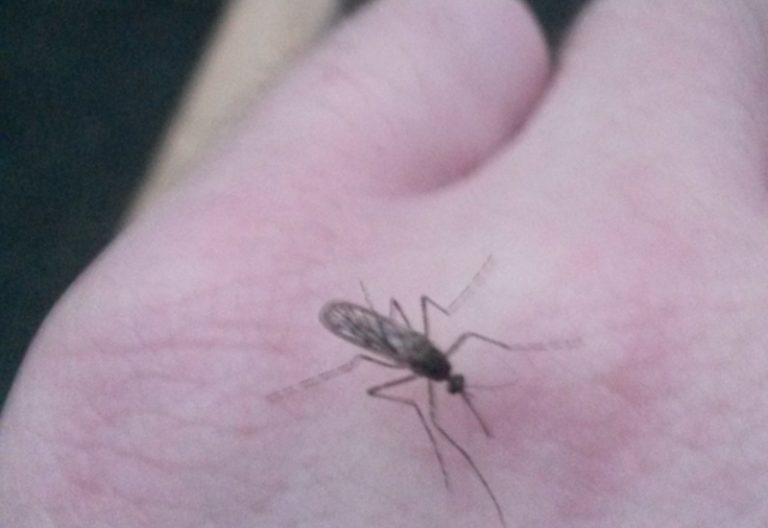 Mosquito Adaptations: Unveiling Nature's Pesky Innovators - What's That ...