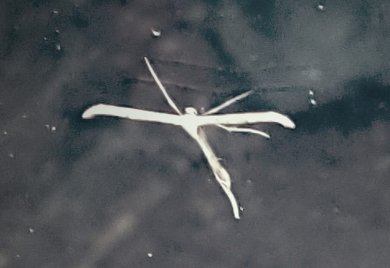 Exploring The T-Shaped Bug: A Quick Guide To Identification - What's ...