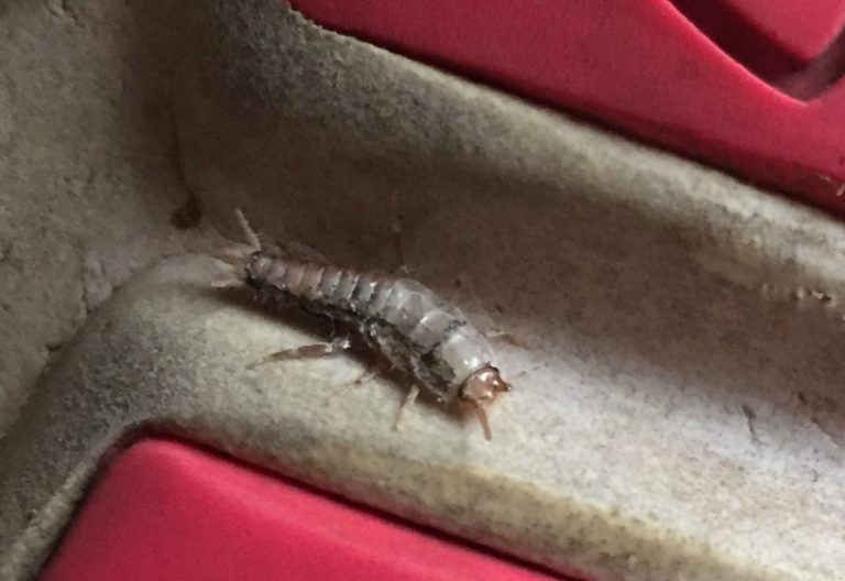 Baby Silverfish: All You Need To Know In A Nutshell - What's That Bug?