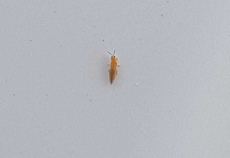 Tiny Orange Bugs That Bite May Be Thrips - What's That Bug?