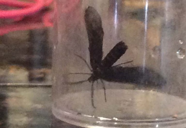 Grape Leaf Skeletonizer: All You Need To Know For A Healthy Vineyard ...