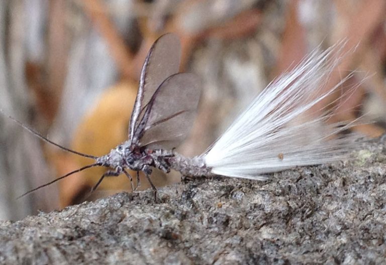 Scale Insect: All You Need To Know In A Quick, Friendly Guide - What's ...