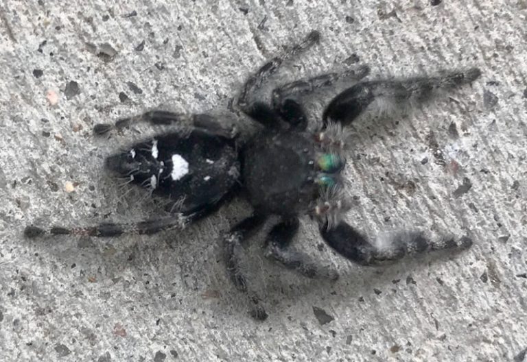 Bold Jumping Spider: All You Need To Know In A Nutshell - What's That Bug?