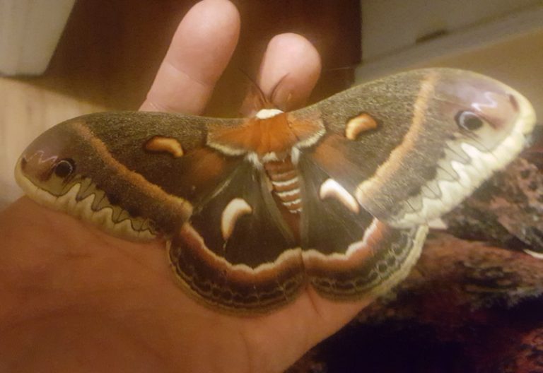 Cecropia Moth Life Cycle: Discover The Amazing Journey - What's That Bug?