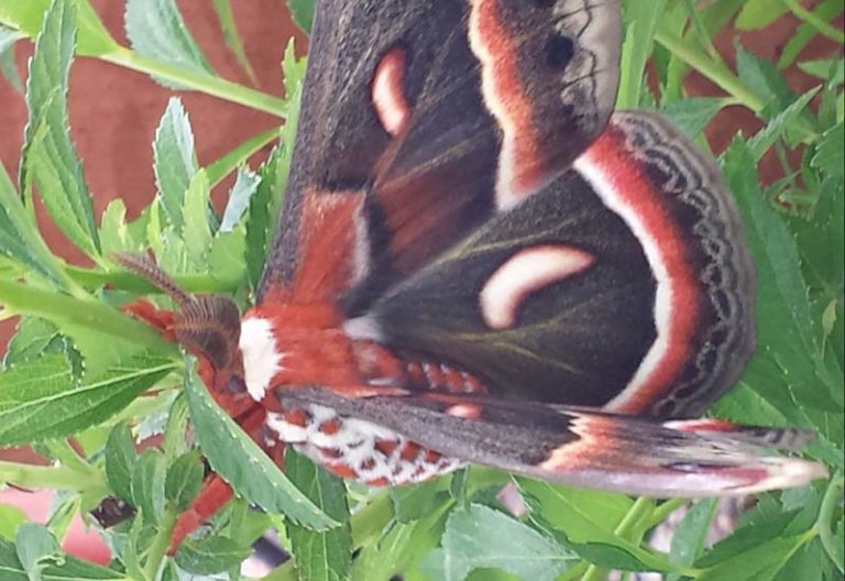 Cecropia Moth Life Cycle: Discover The Amazing Journey - What's That Bug?