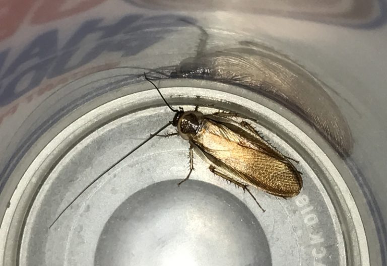 Bugs That Look Like Cockroaches: Surprising Mimics To Watch Out For ...