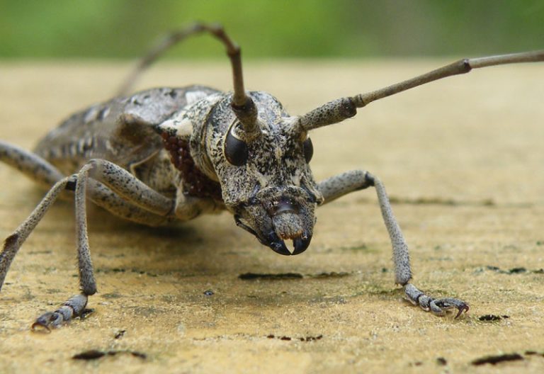 White Spotted Sawyer Beetle: Comprehensive Quick Guide - What's That Bug?