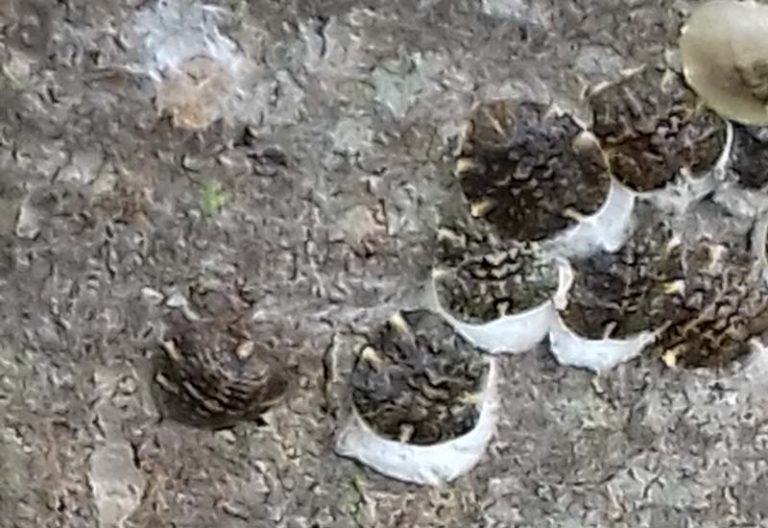 Scale Insect: All You Need To Know In A Quick, Friendly Guide - What's ...