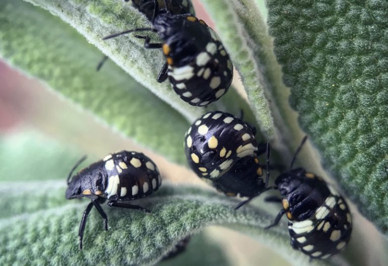 Green Stink Bug: All You Need To Know In One Handy Guide - What's That Bug?