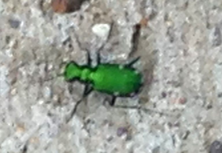 Are Tiger Beetles Dangerous? Uncovering The Truth Behind Their Ferocity ...