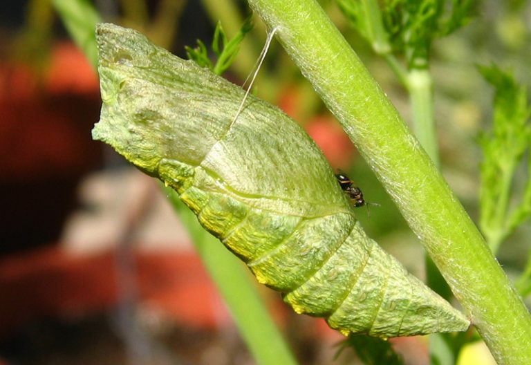 Anise Swallowtail: All You Need To Know For Butterfly Enthusiasts ...