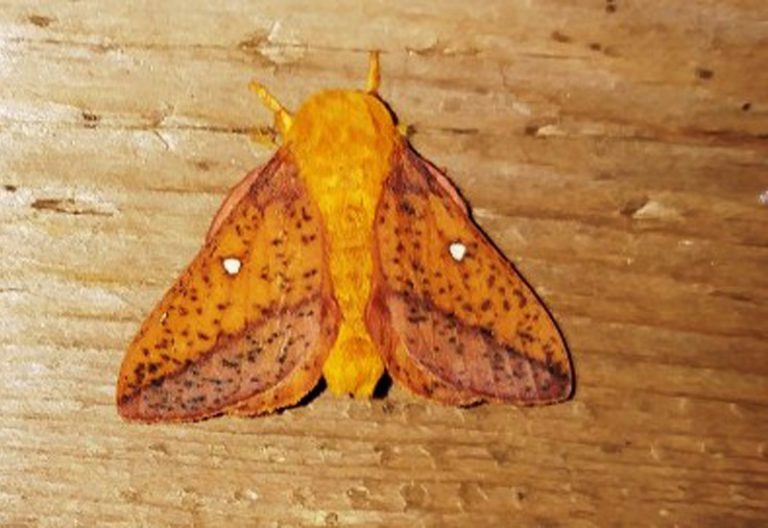 Exploring The World Of The IO Moth: A Detailed Guide - What's That Bug?