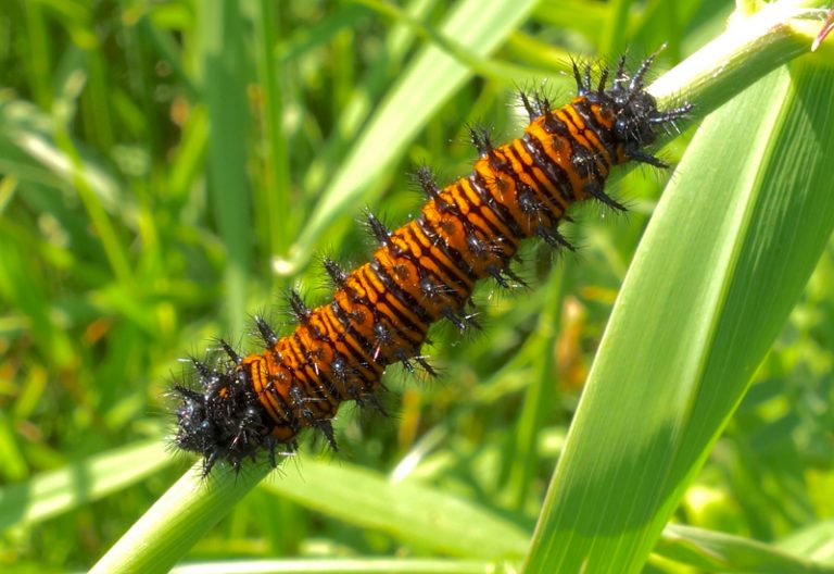 Baltimore Checkerspot: Essential Facts & Insights - What's That Bug?