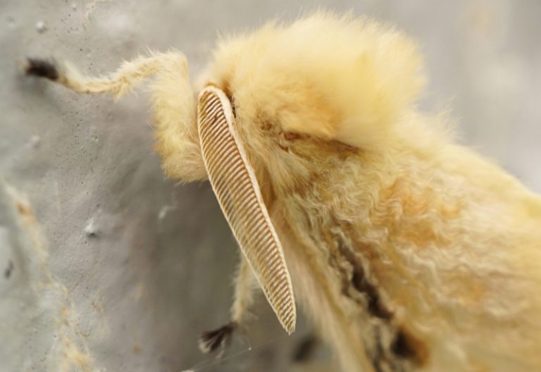 Flannel Moth: All You Need To Know For Your Next Encounter - What's ...