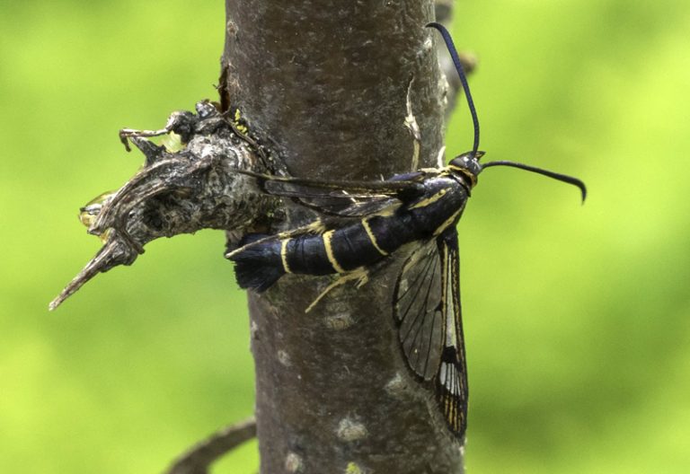 Clearwing Moth: All You Need To Know - Your Friendly Guide - What's ...