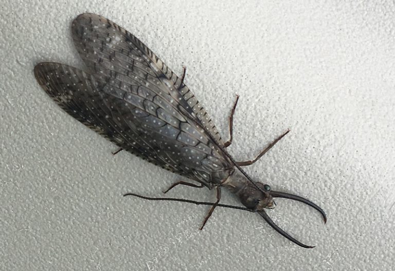 Eastern Dobsonfly: All You Need To Know - What's That Bug?