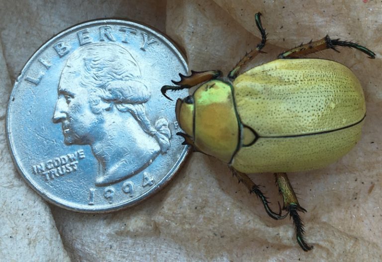 Goldsmith Beetle: All You Need To Know In A Nutshell - What's That Bug?