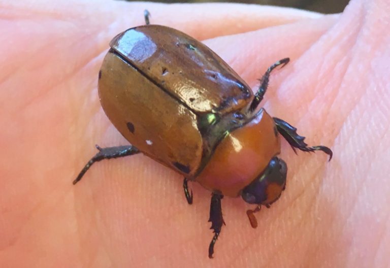 What Do Grapevine Beetles Eat: A Friendly Guide To Their Diet - What's That Bug?