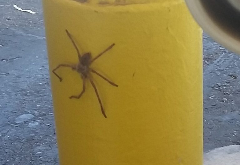 How Fast Is A Huntsman Spider? Can It Chase Down Humans? - What's That Bug?