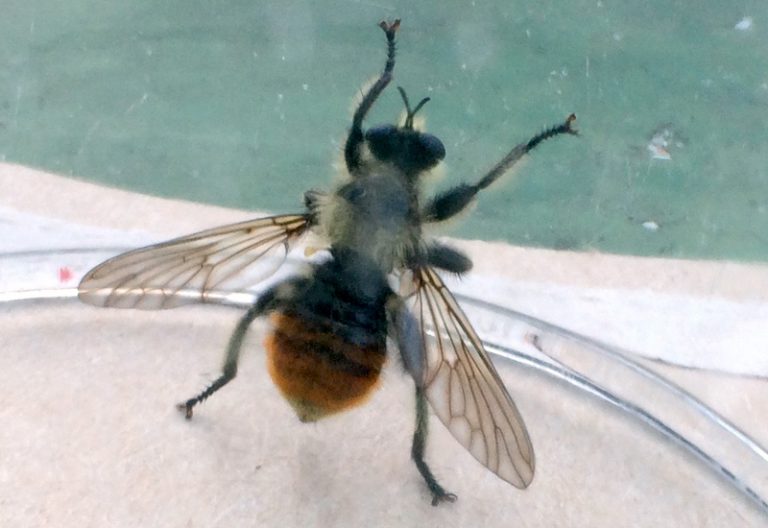 Large Fly With A Stinger: Discover The Fascinating Robber Fly - What's ...