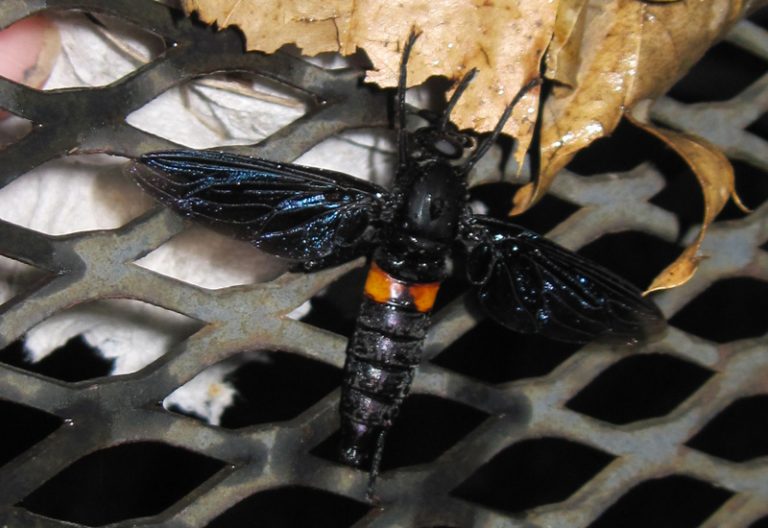 What Do Mydas Flies Eat? Truth Revealed - What's That Bug?