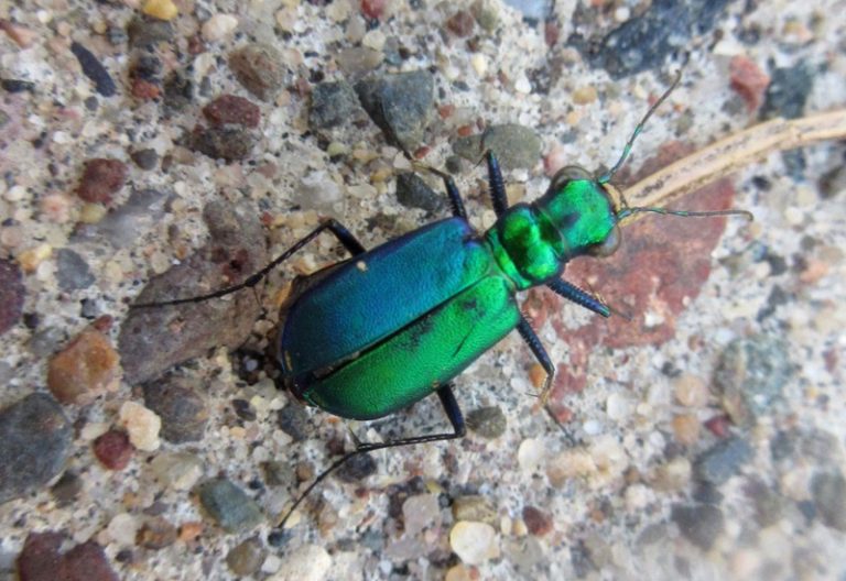 Tiger Beetle Vs Spider: Uncovering Nature's Fierce Battle - What's That ...