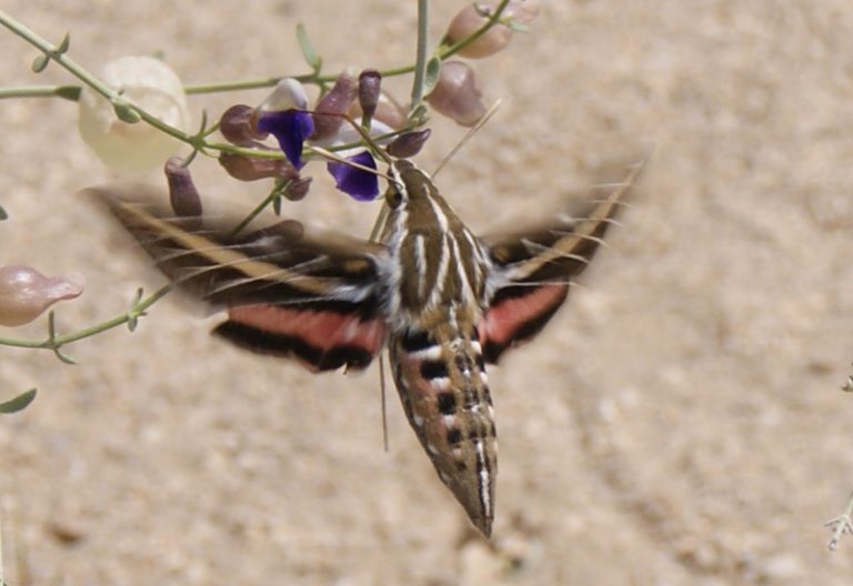 White Lined Sphinx Moth: Essential Facts And Tips - What's That Bug?