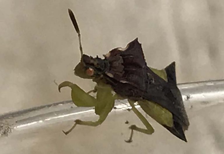 Ambush Bugs: All You Need To Know For A Bug-Savvy Backyard - What's ...