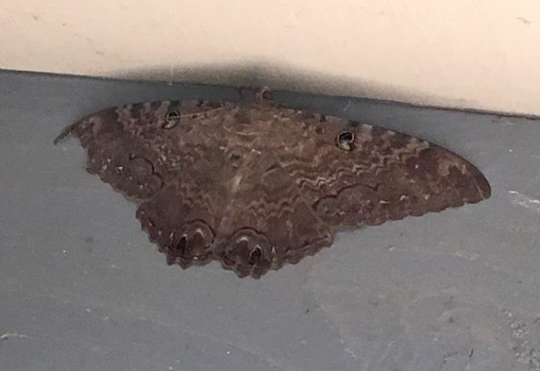 Black Witch Moths Decoded: Essential Facts For Swift Understanding ...