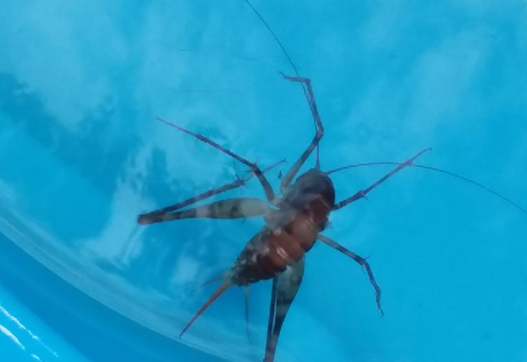 Camel Cricket: All You Need To Know In A Nutshell - What's That Bug?