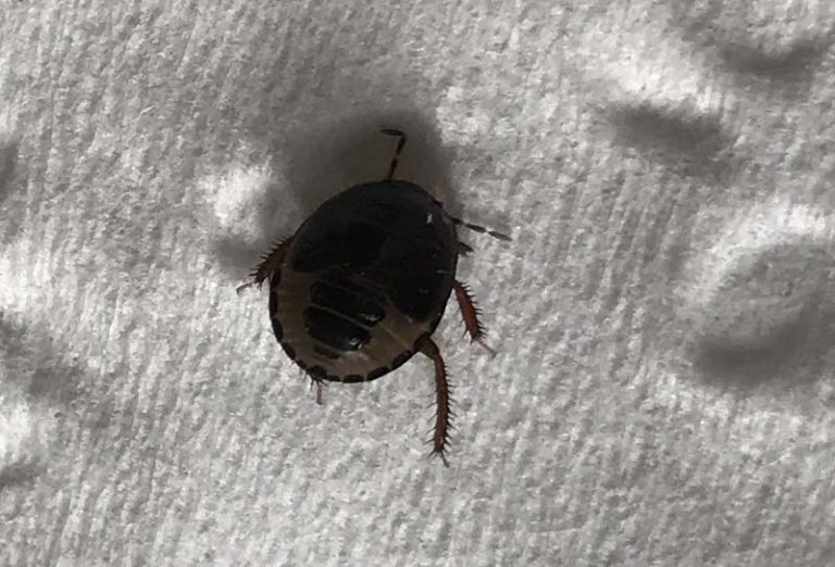 Burrower Bug: An Intriguing Encounter Awaits - What's That Bug?