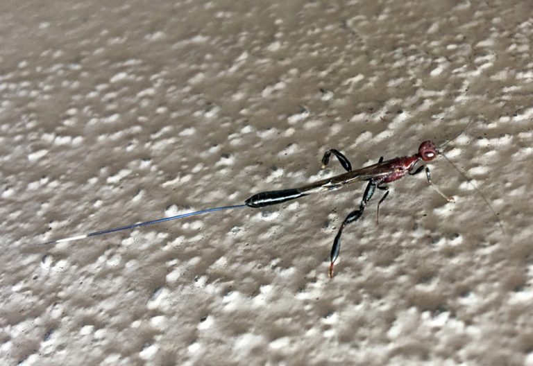 Parasitoid Wasp: All You Need To Know In A Nutshell - What's That Bug?