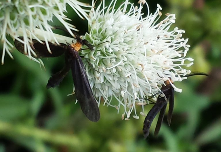 How To Get Rid Of Grape Leaf Skeletonizer: A Quick Guide For Healthy ...