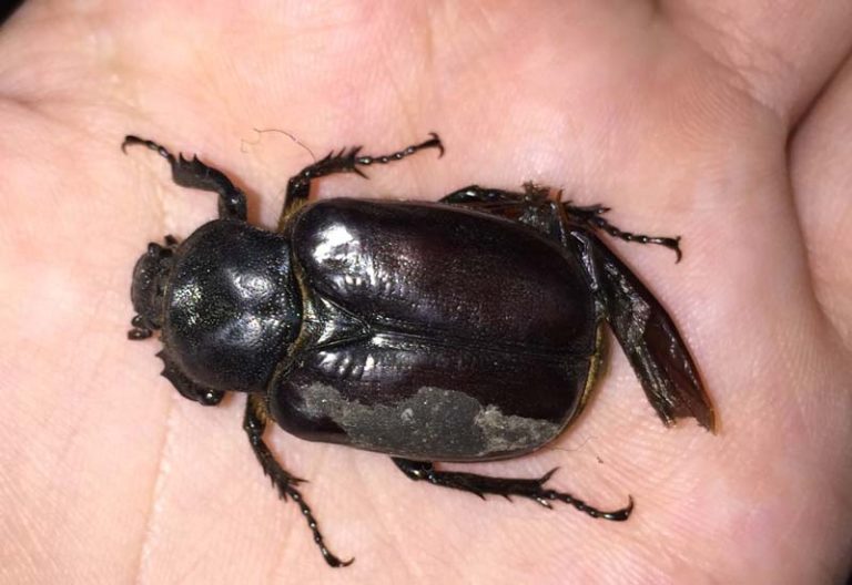 Flower Beetle: All You Need To Know In A Nutshell - What's That Bug?