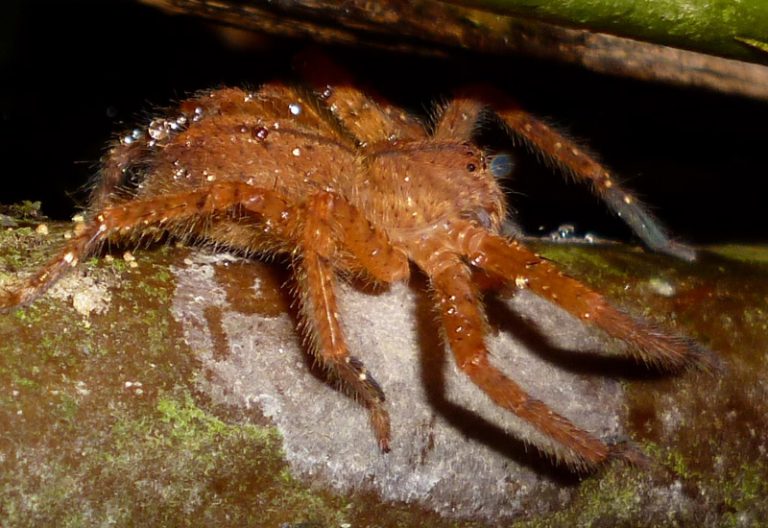 The Real Size Of Huntsman Spiders: Comparing Myths And Facts - What's ...