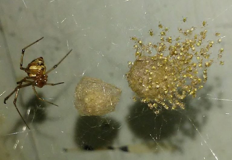 Common House Spider: Essential Facts & Tips - What's That Bug?