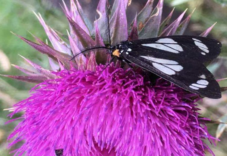 Police Car Moth: Essential Facts And Identification Tips - What's That Bug?