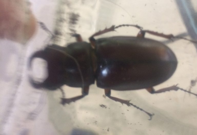 Stag Beetles Uncovered: Understanding Their Behavior And Habitat - What ...
