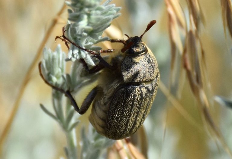 Types Of Scarab Beetles: A Friendly Guide To Identifying Varieties ...