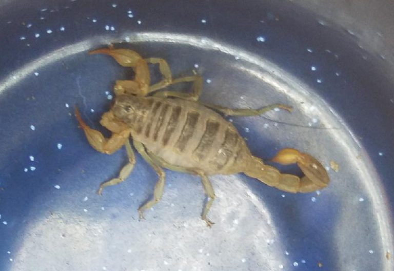 Can A Scorpion Kill You? Debunking Myths And Revealing Facts - What's ...